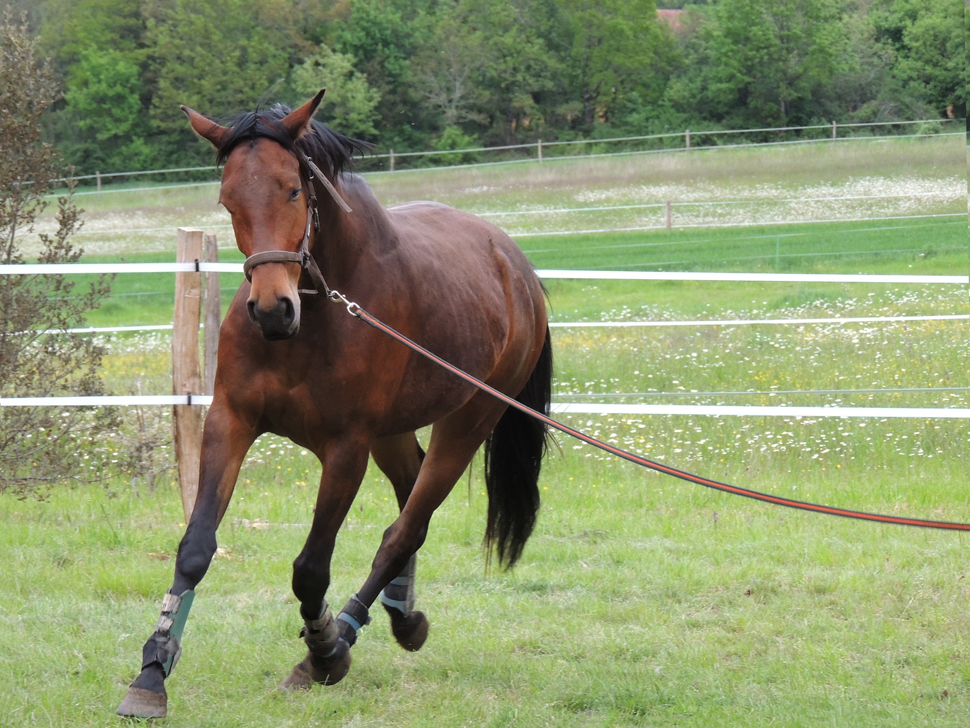 Wie Du Deinem Pferd das Longieren lernst - Pferdefreiheit