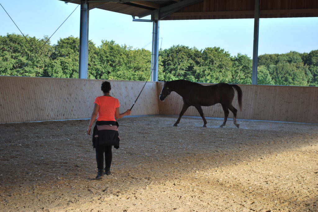 Wie Du Deinem Pferd das Longieren lernst - Pferdefreiheit