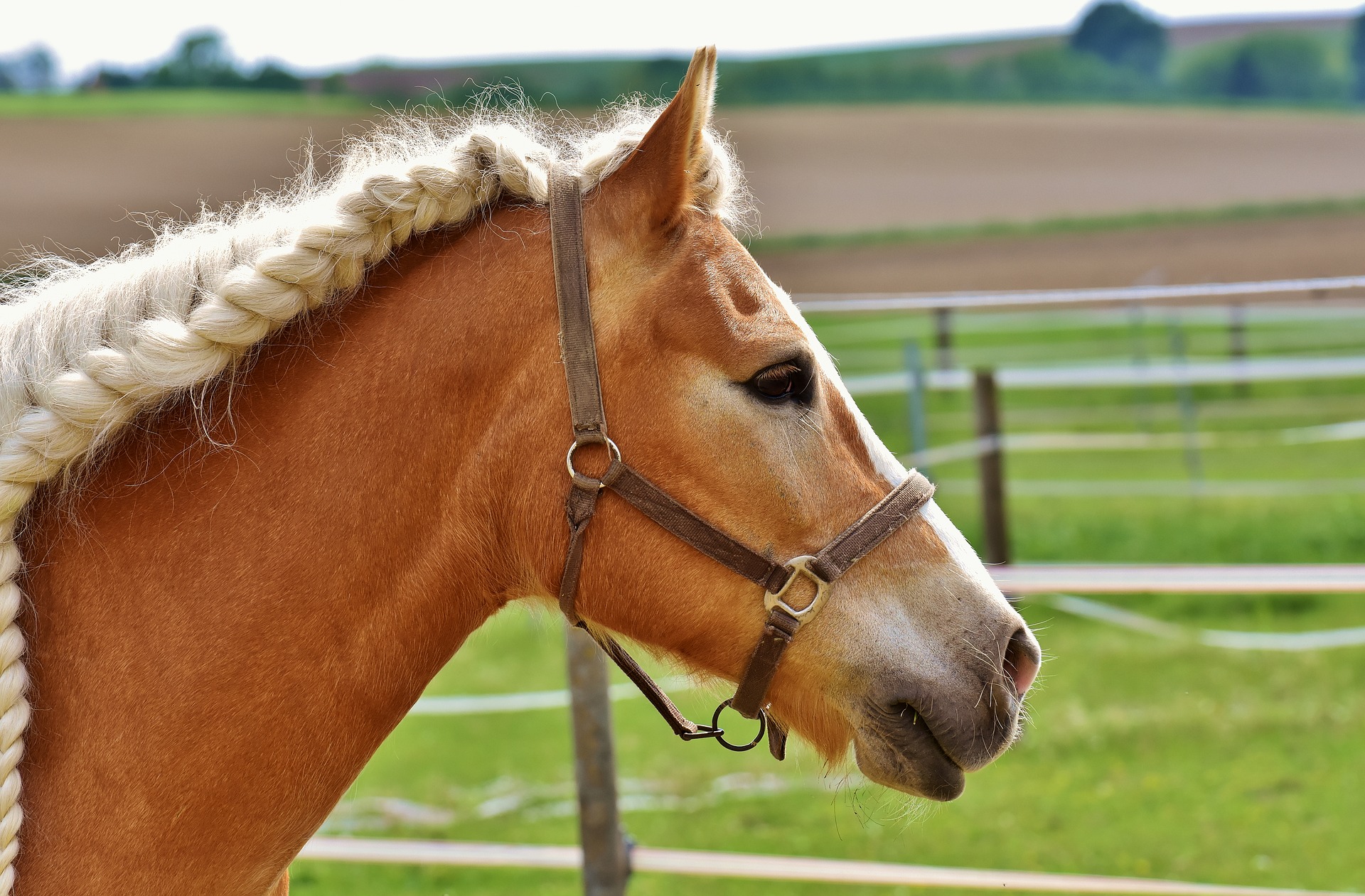 Tipps für gesunde und schöne Pferdepflege - Wie du deinem Pferd Mähne ...